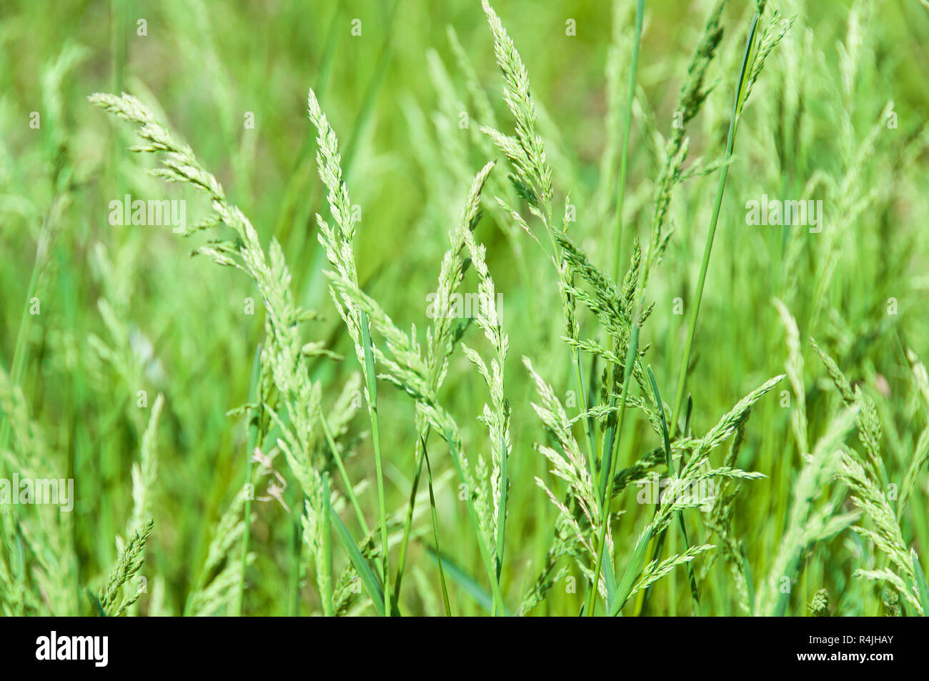 Juicy Green Grass Stock Photo - Alamy