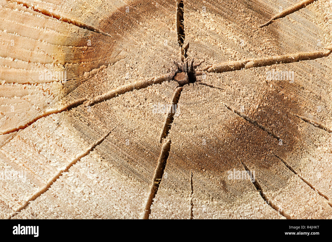 Poplar cut logs with cracks Stock Photo - Alamy