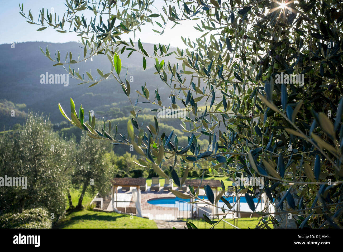 Olive tree swimming pool hi-res stock photography and images - Alamy