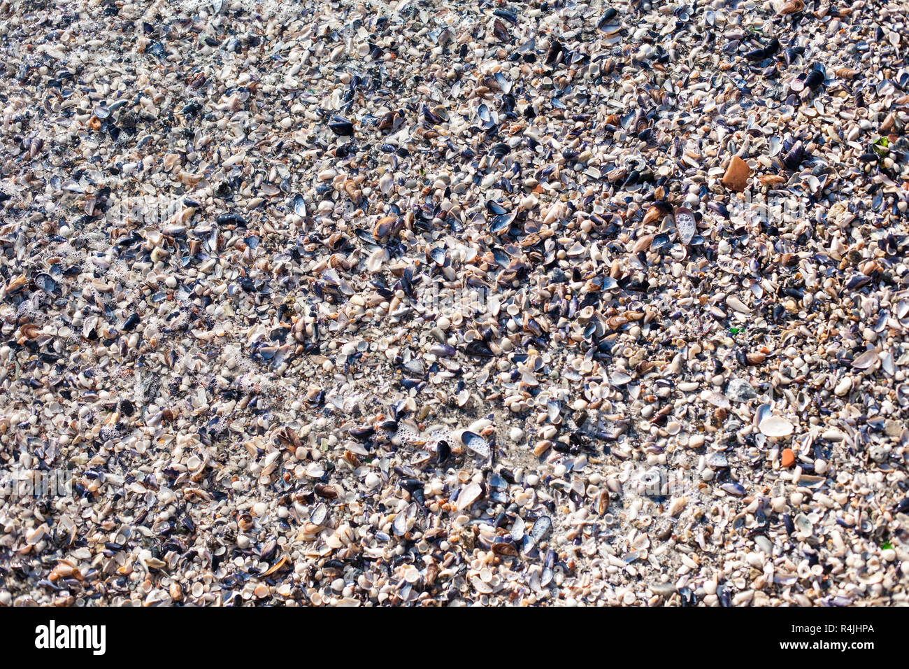 Natural background of sea shells Stock Photo - Alamy