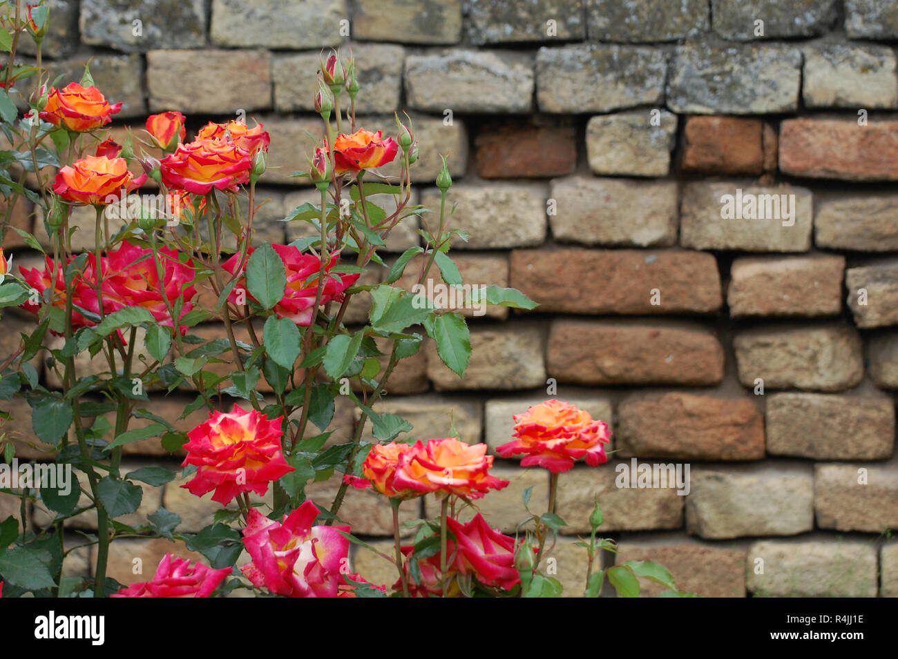 roses on brick wall background Stock Photo - Alamy