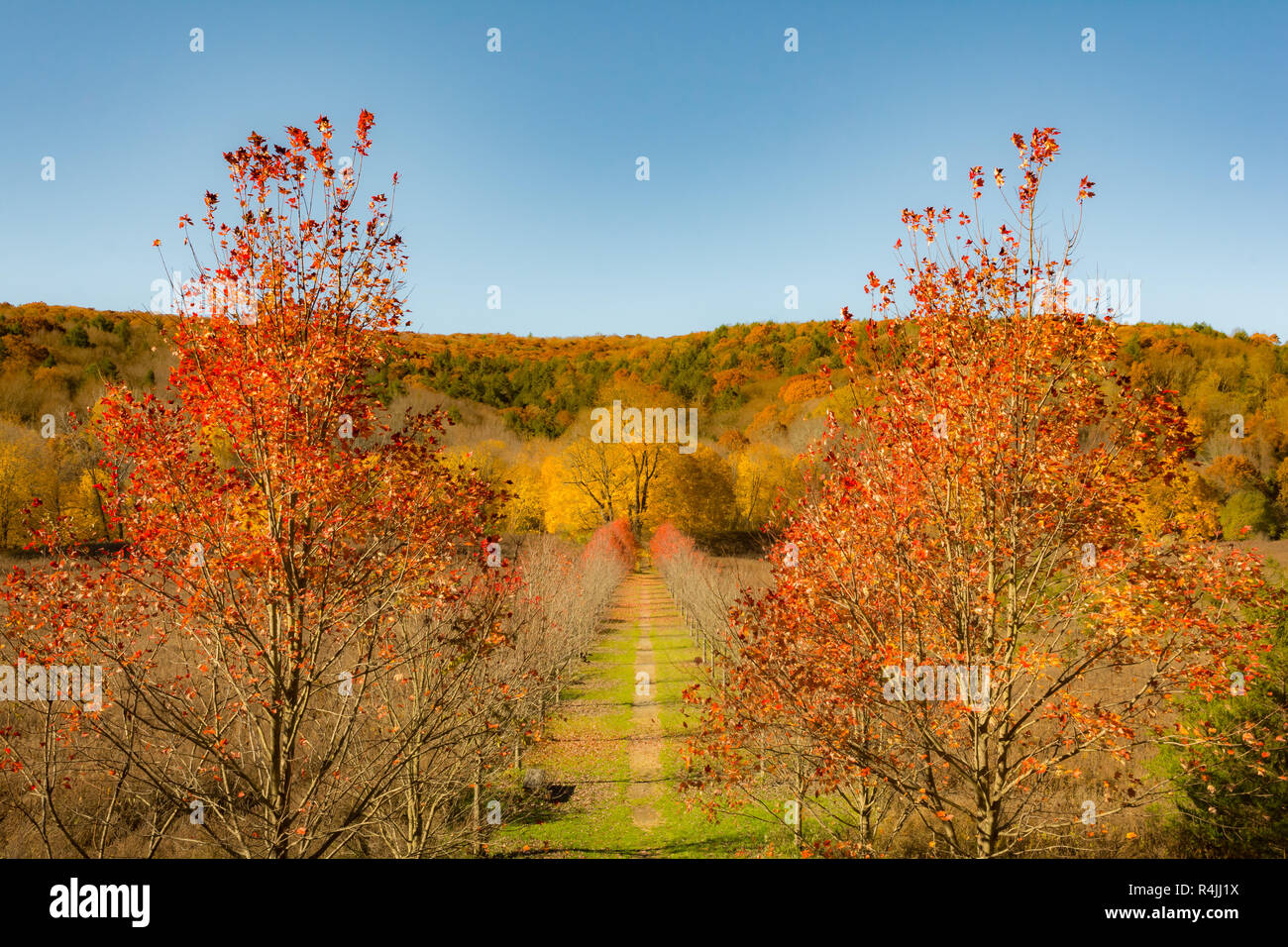 Indian stone path hi-res stock photography and images - Alamy