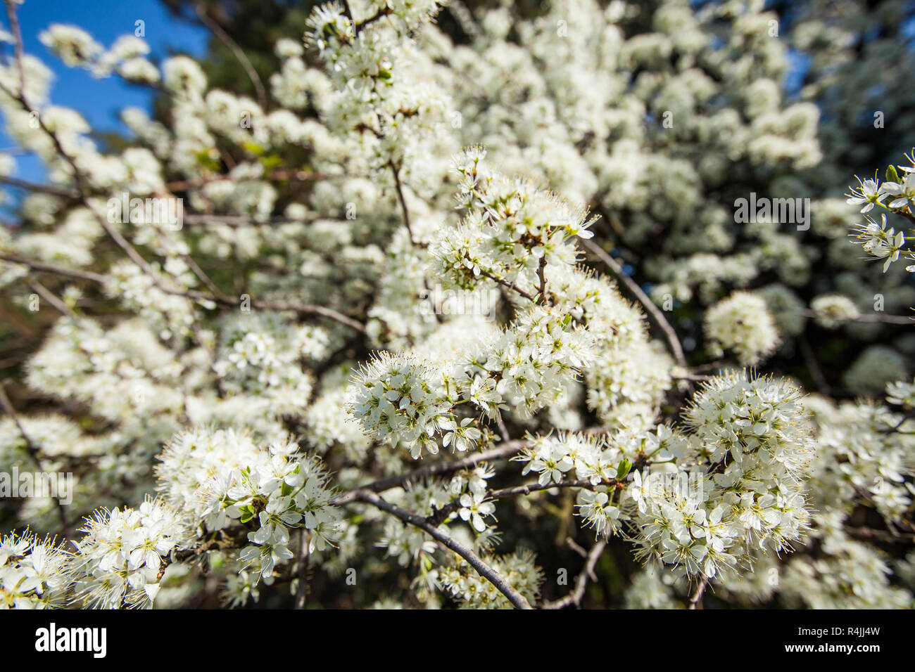 Spring flower tree blooming Stock Photo - Alamy