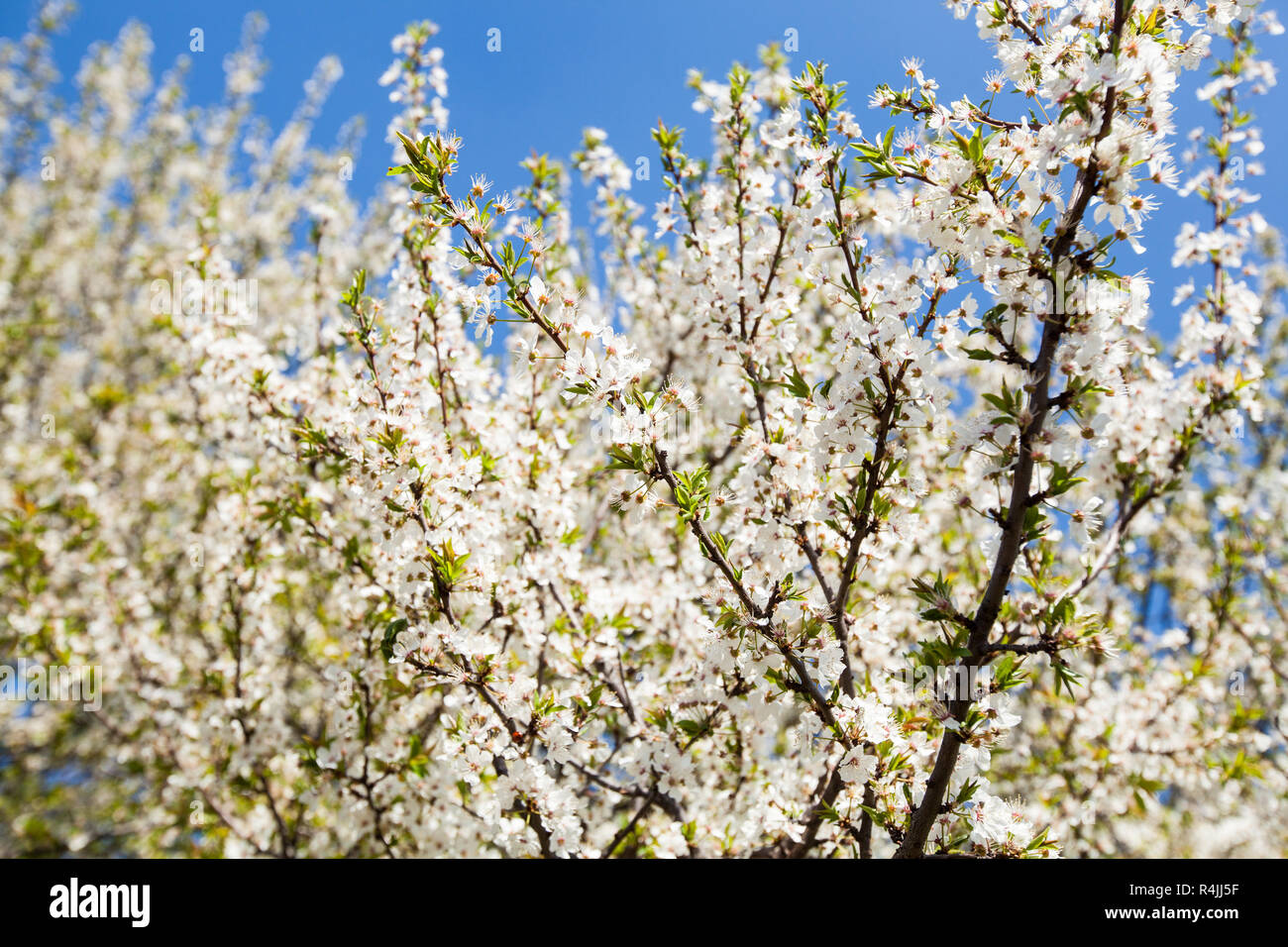 Spring flower tree blooming Stock Photo - Alamy