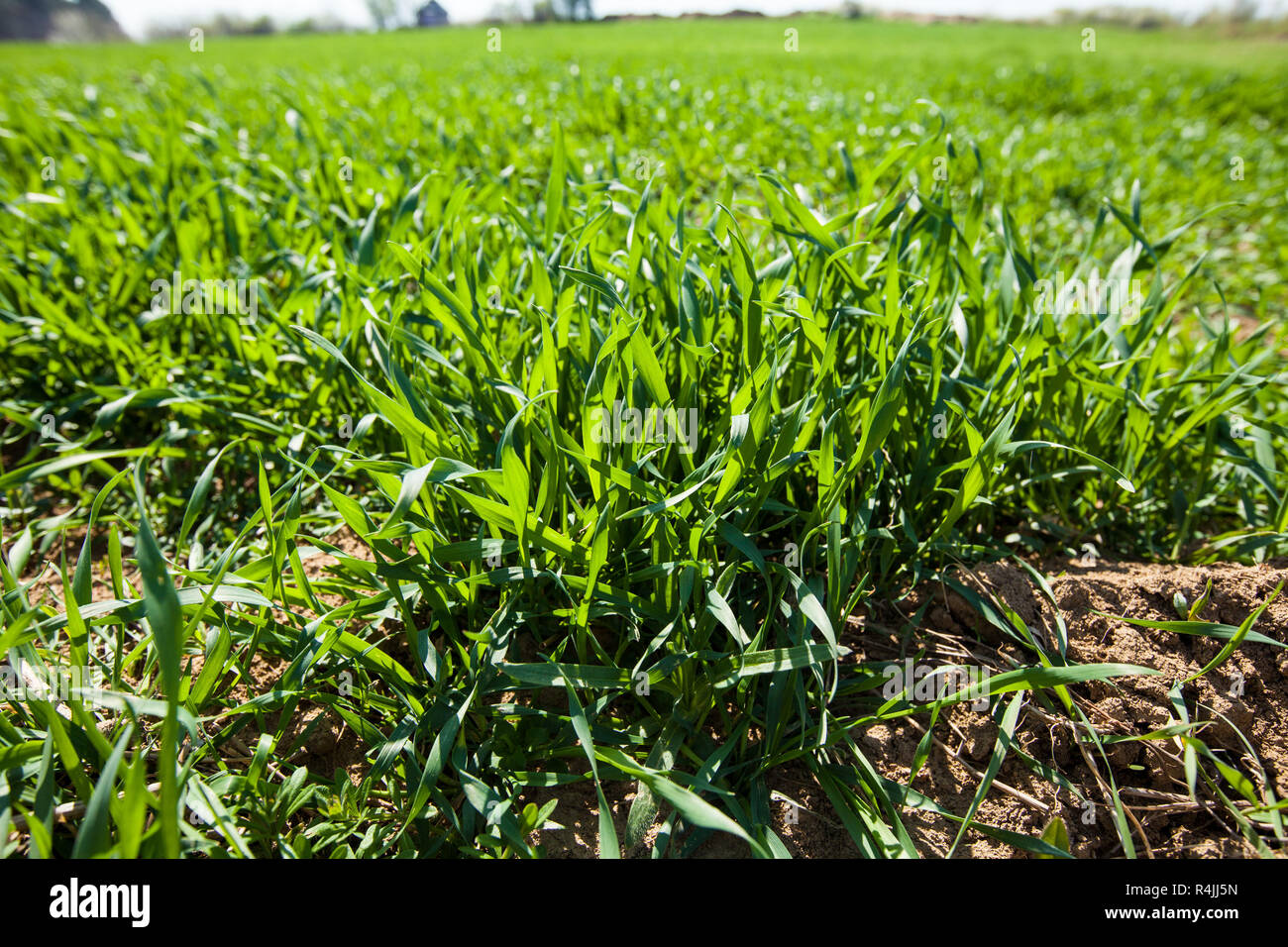 Green grass fields Stock Photo - Alamy