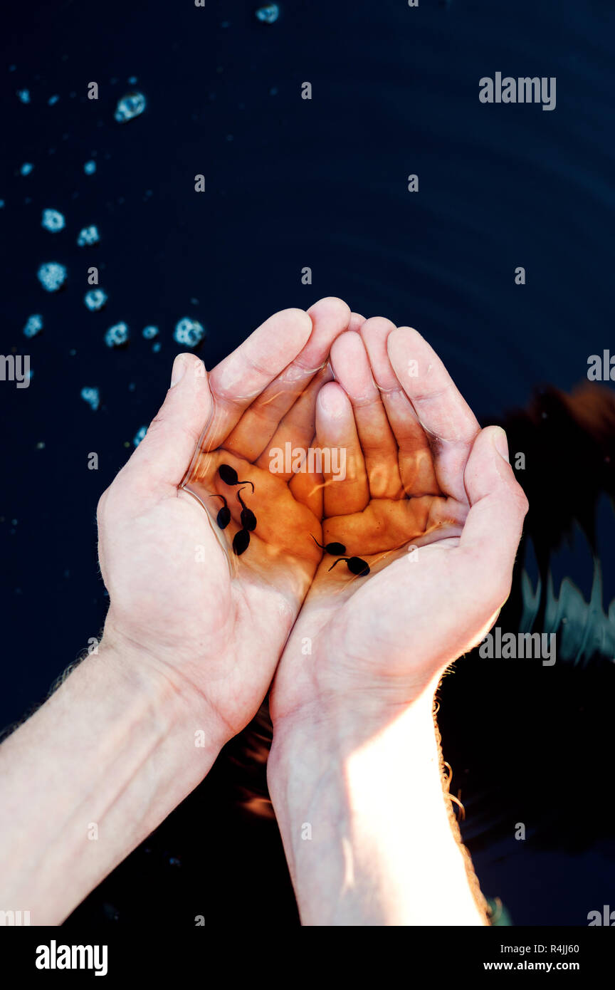 Holding tadpoles hi-res stock photography and images - Alamy
