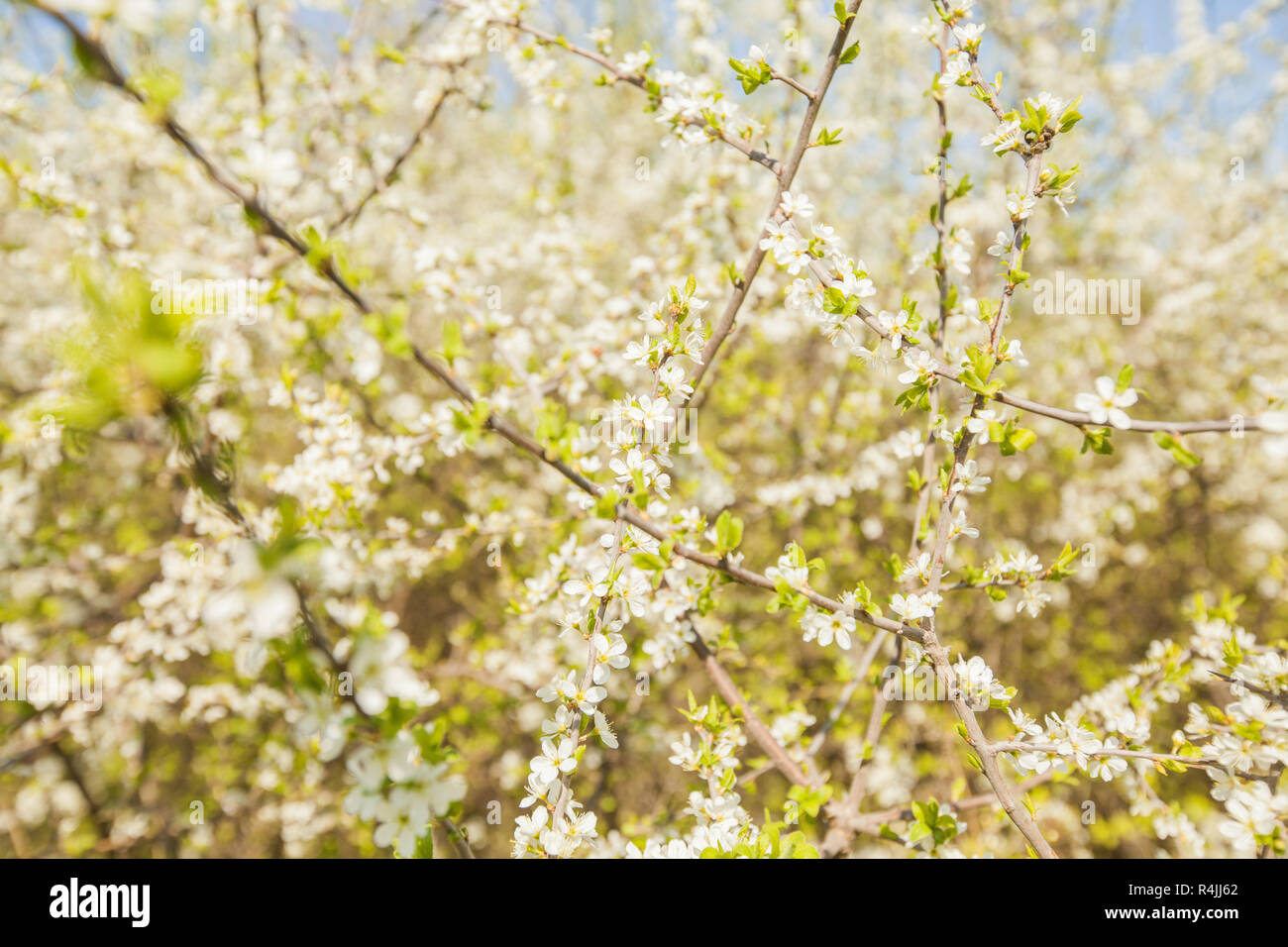 Spring flower tree blooming Stock Photo - Alamy