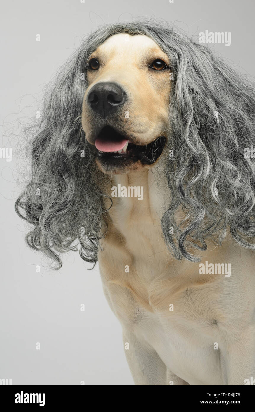 labrador in a wig Stock Photo - Alamy