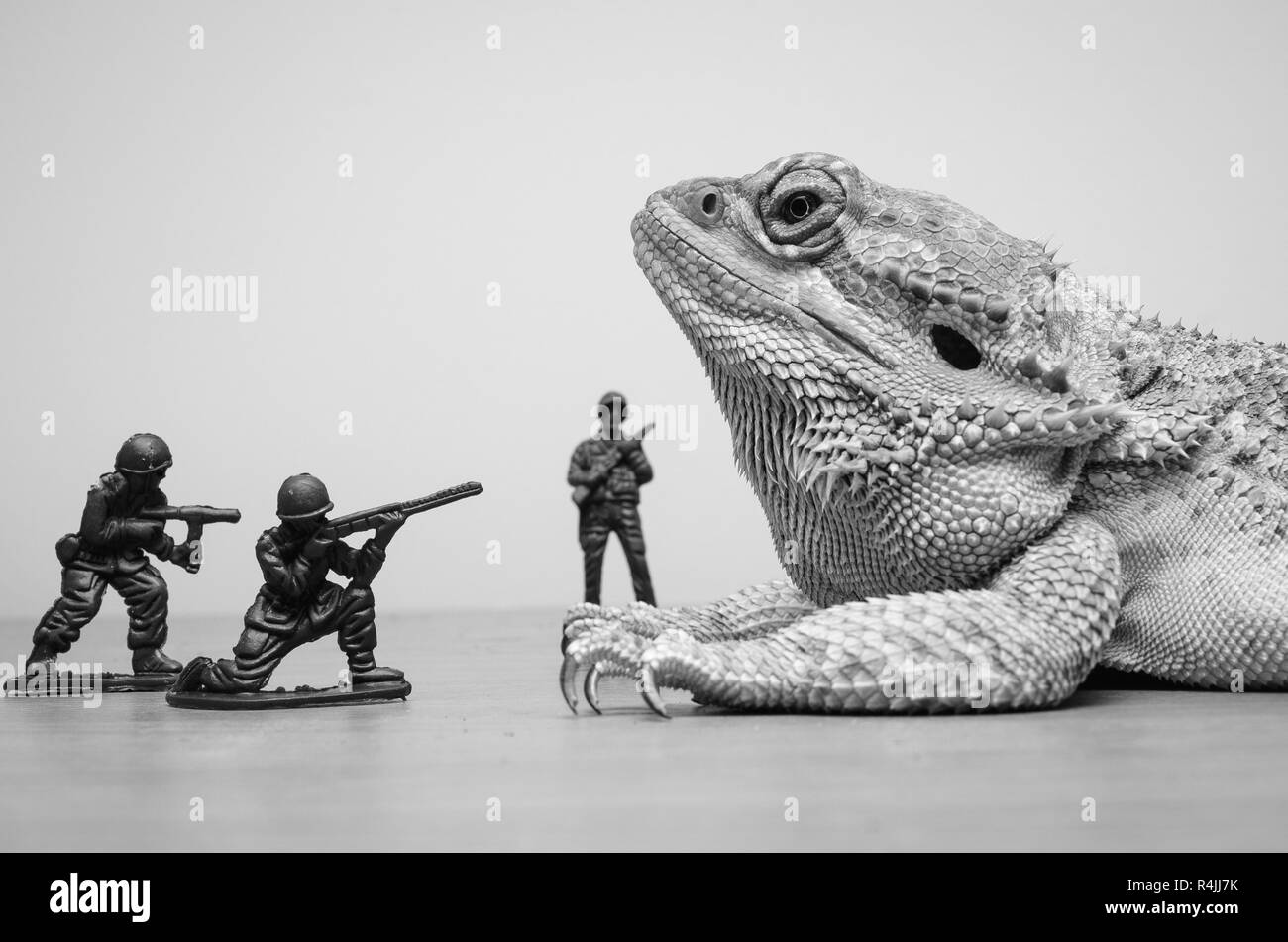 bearded dragon monster dinosaur Stock Photo - Alamy