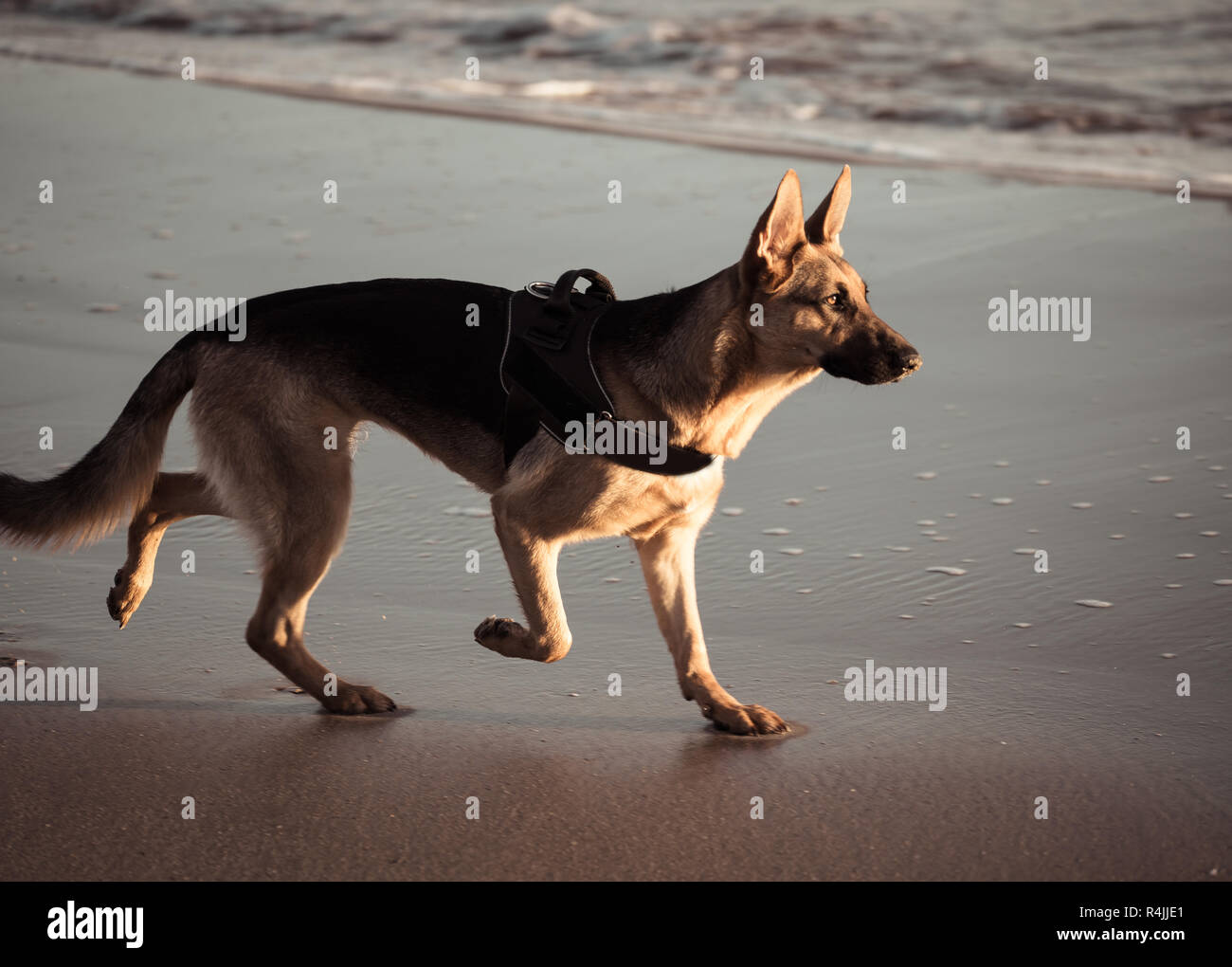 Female black german shepherd hi-res stock photography and images - Alamy
