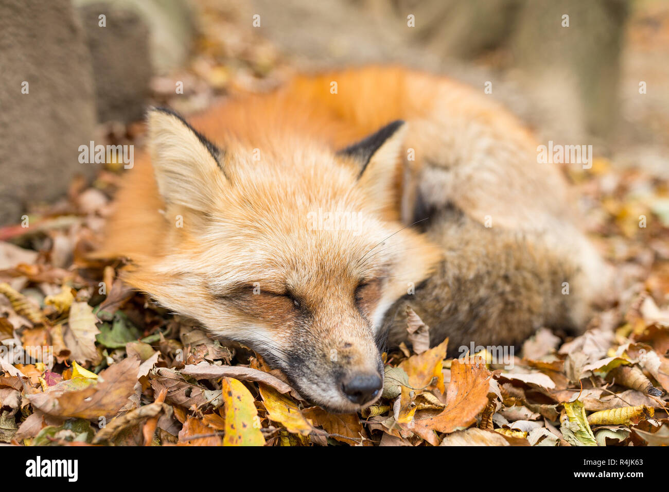 Cute fox sleeping Stock Photo - Alamy