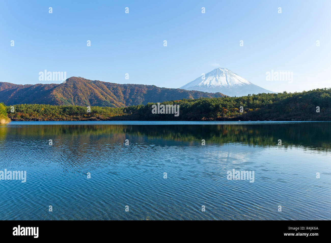 Mount Fuji in Saiko Lake Stock Photo - Alamy