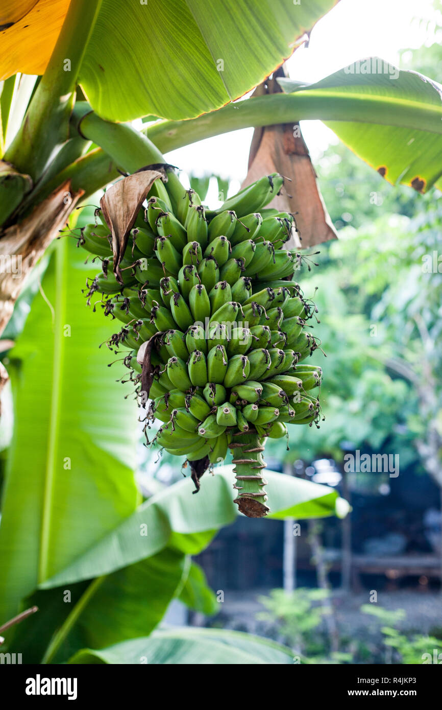 Green banana tree background Stock Photo - Alamy