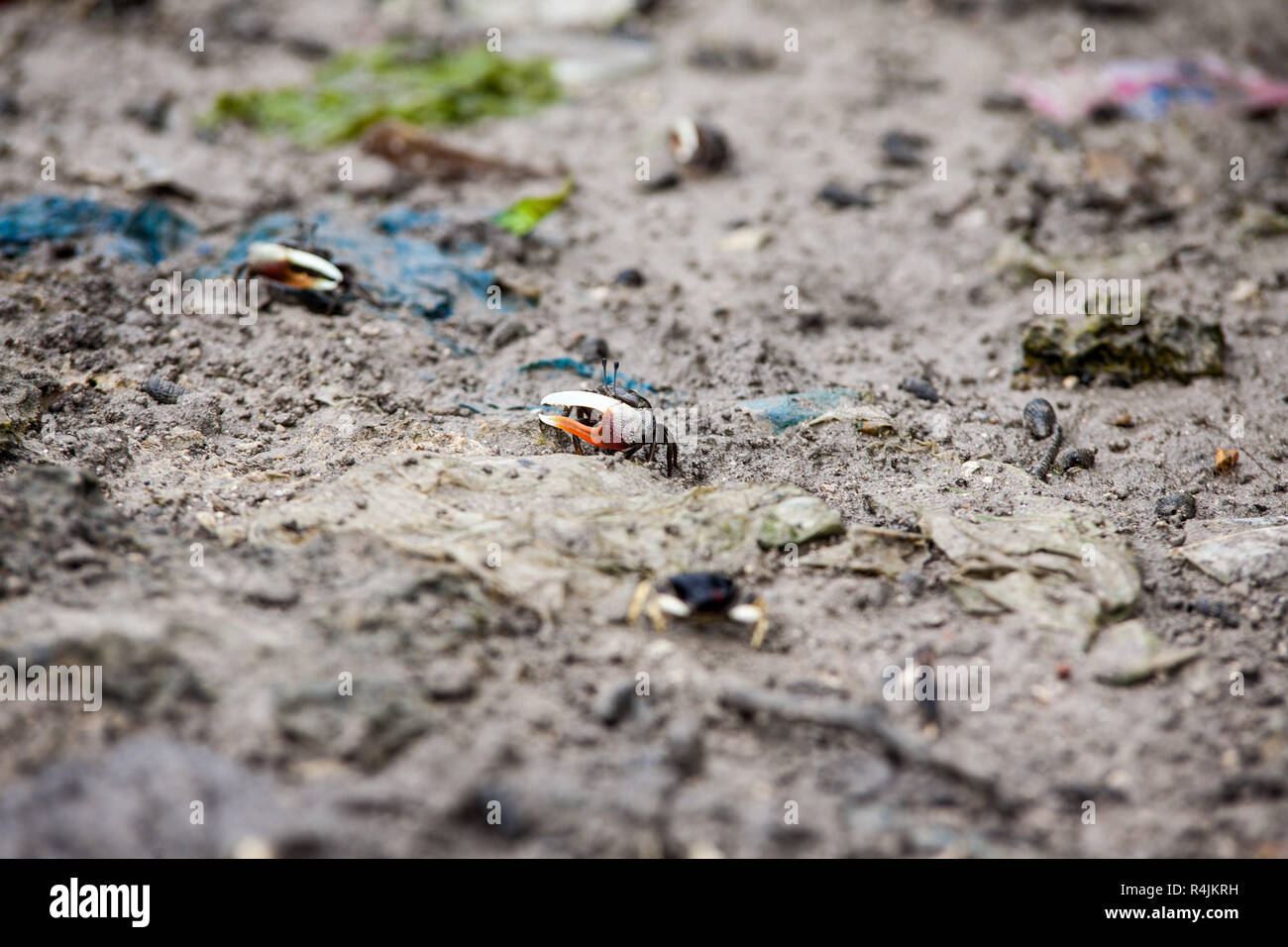Tiny little crabs hi-res stock photography and images - Alamy