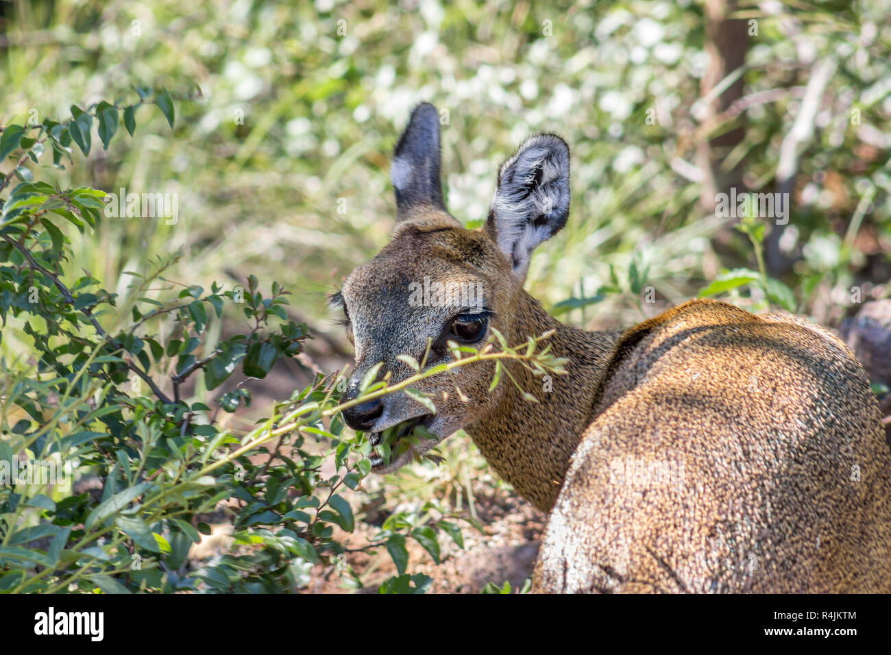 Klipspringer (Oreotragus oreotragus Stock Photo - Alamy