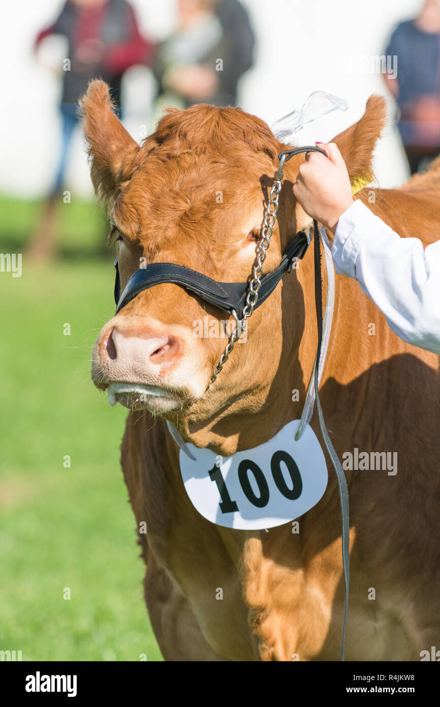 Country show cow hi-res stock photography and images - Alamy