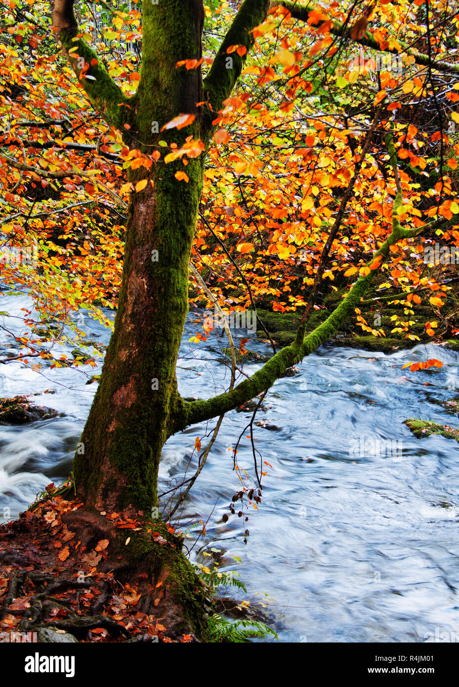 Leaning towards autumn. A leaning tree on the path to Stock Ghyll Force ...