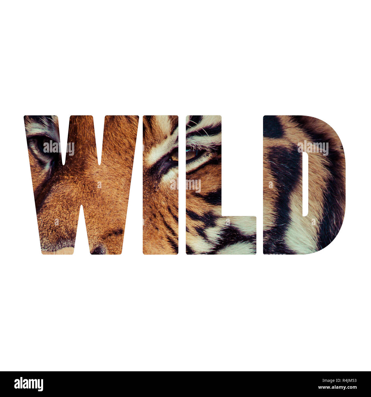 Tiger wildlife zoo thailand Cut Out Stock Images & Pictures - Alamy