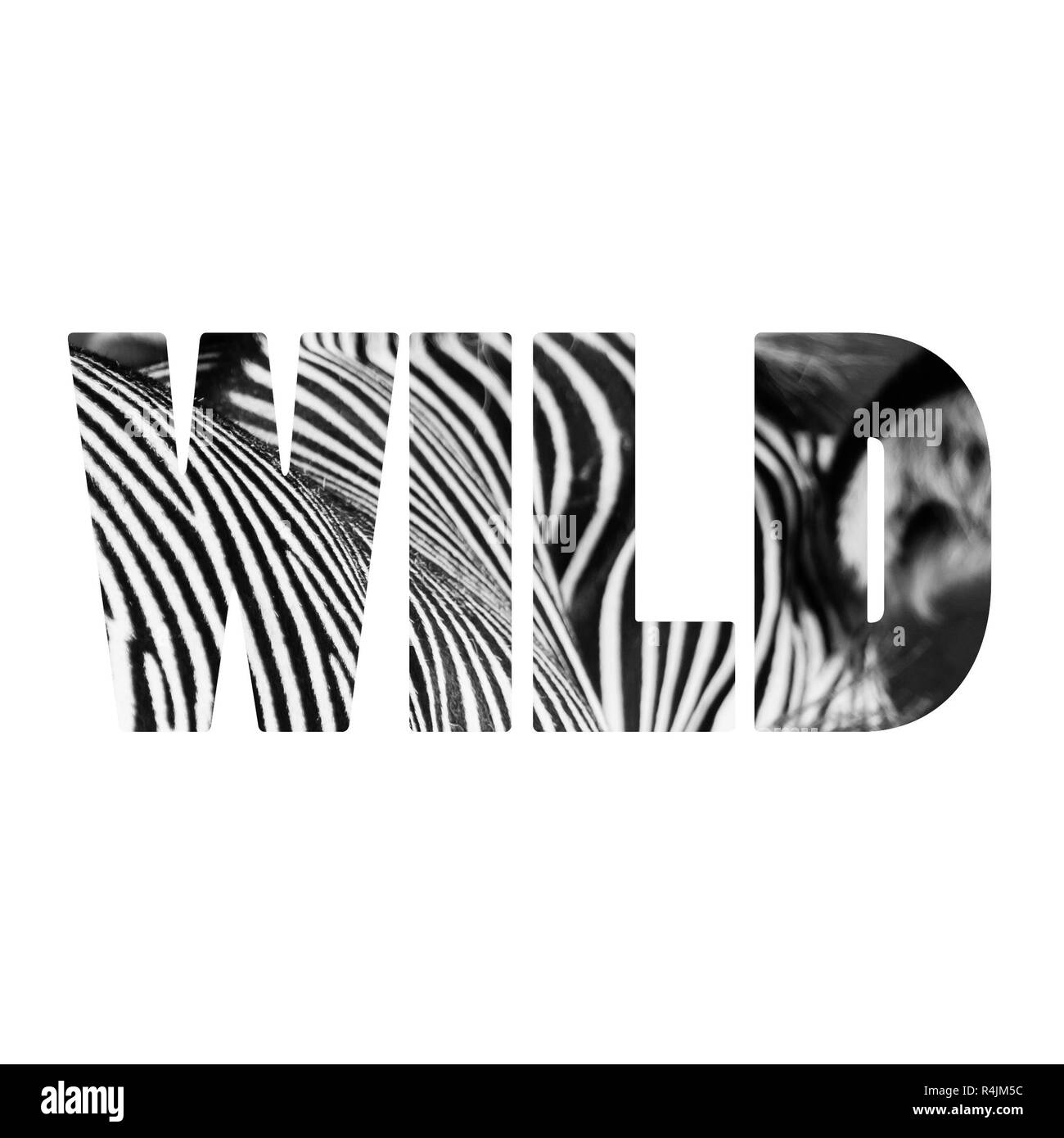 Word WILD zebre portrait Stock Photo - Alamy