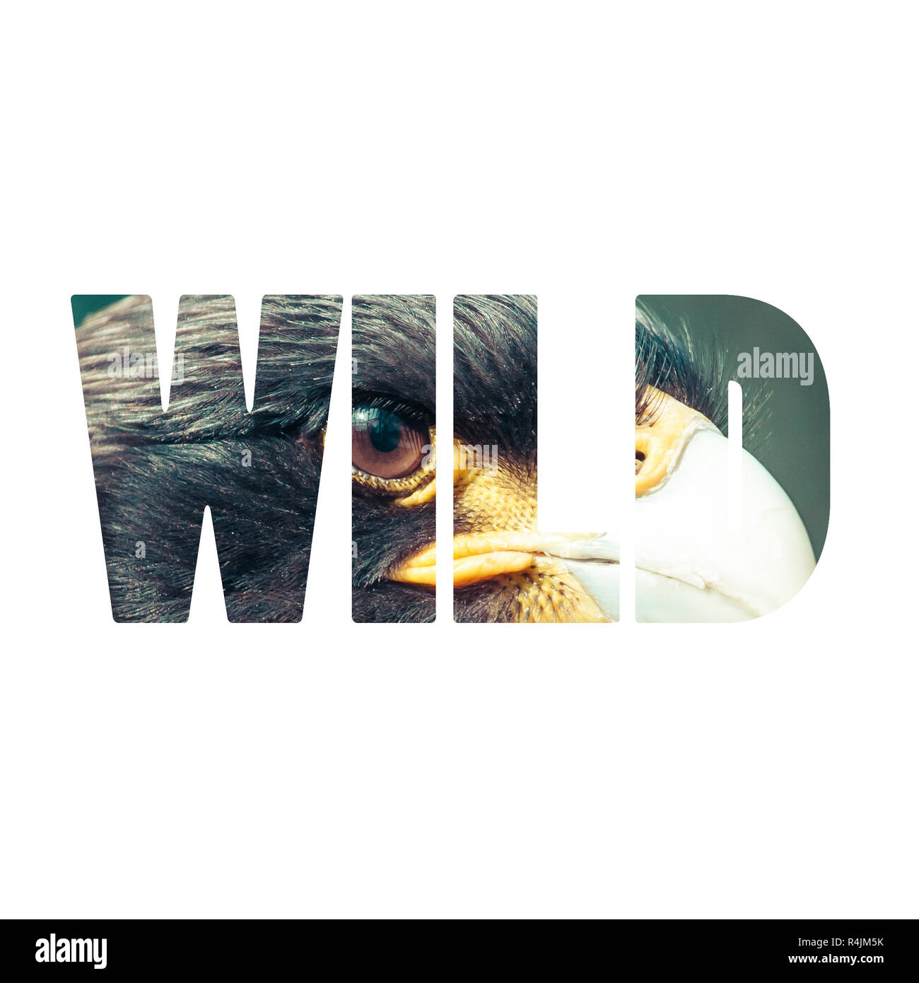Word WILD over eagle head Stock Photo - Alamy