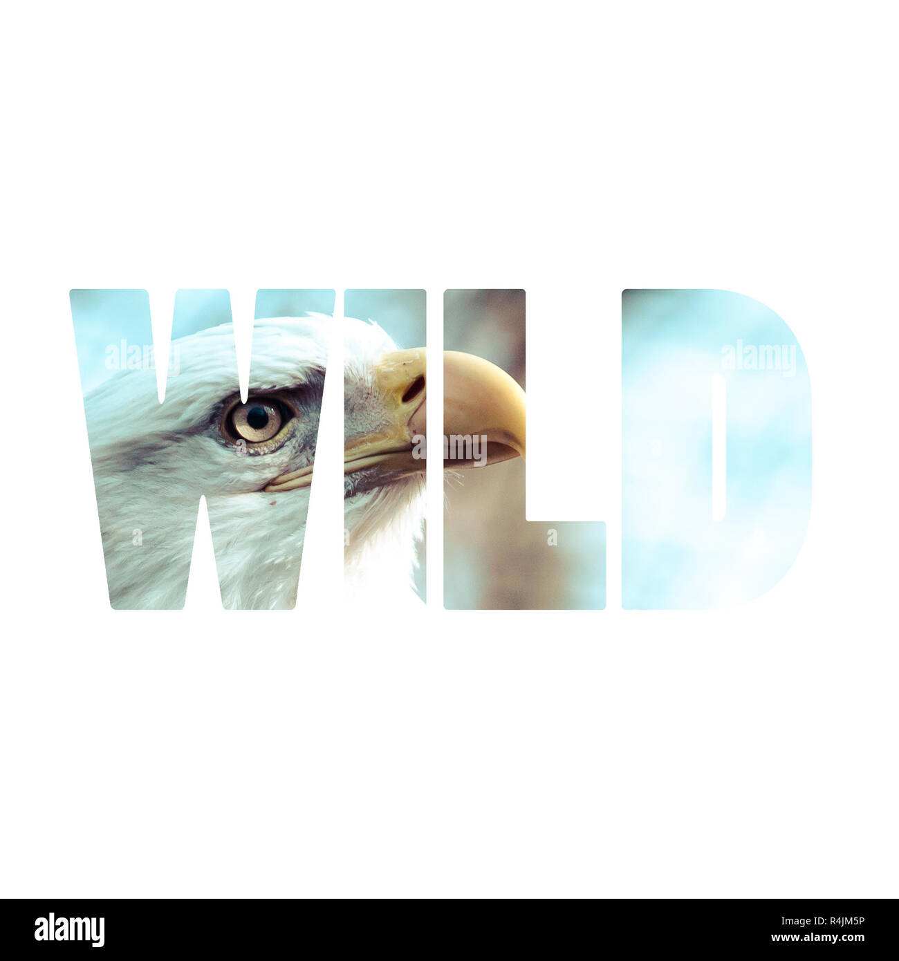 Head american bald eagle Cut Out Stock Images & Pictures - Alamy