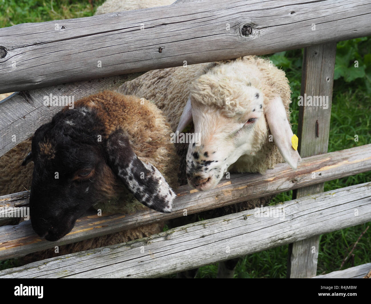 Sheep behind fence Stock Photo - Alamy