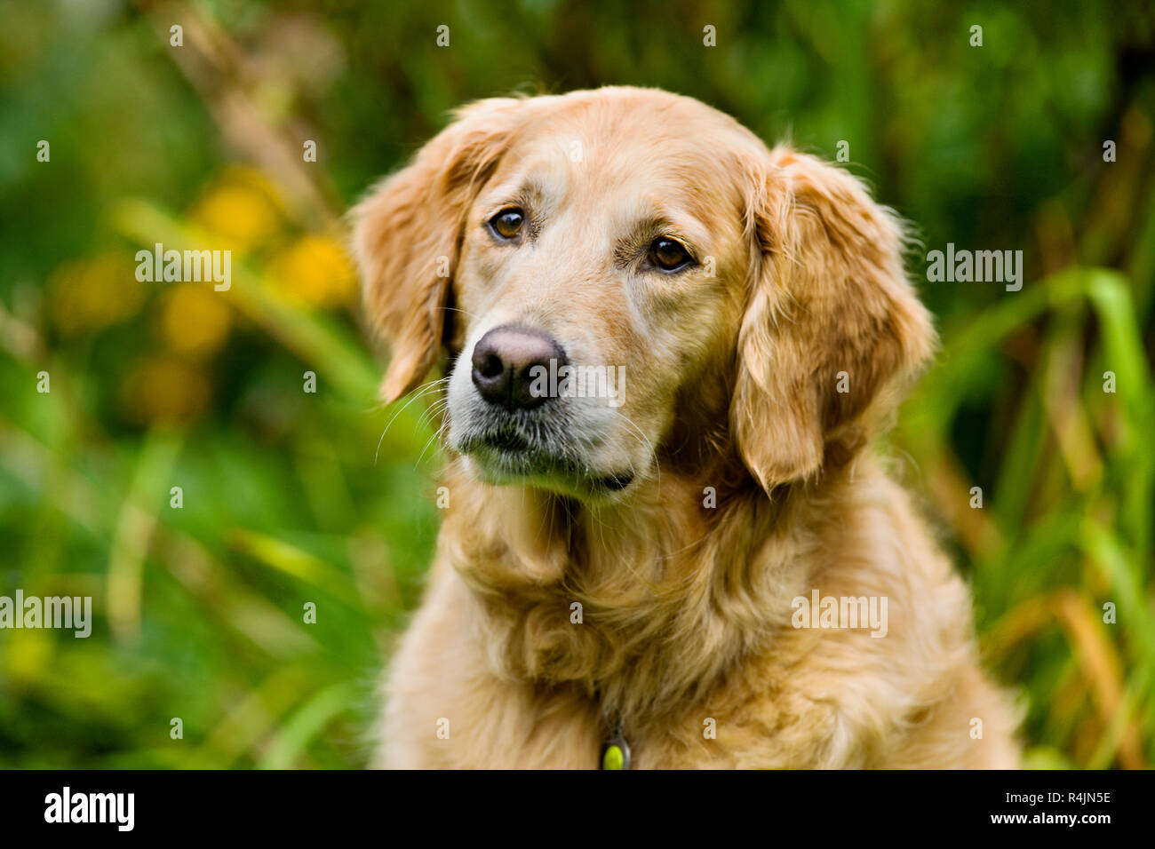 Portrait of a curious looking dog Stock Photo - Alamy