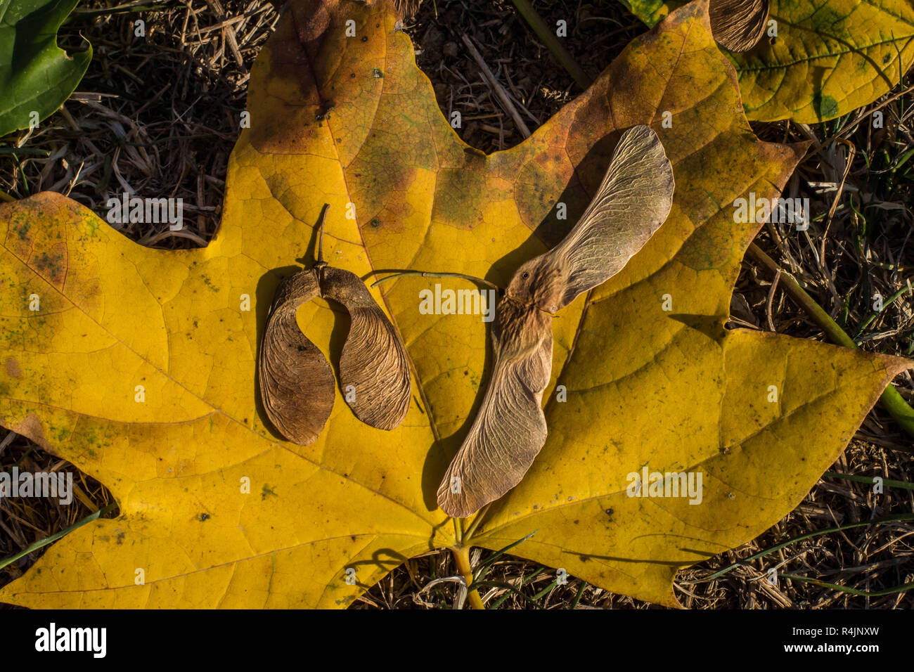 Winged achene of Acer platanoides versus Acer pseudoplatanus Stock ...