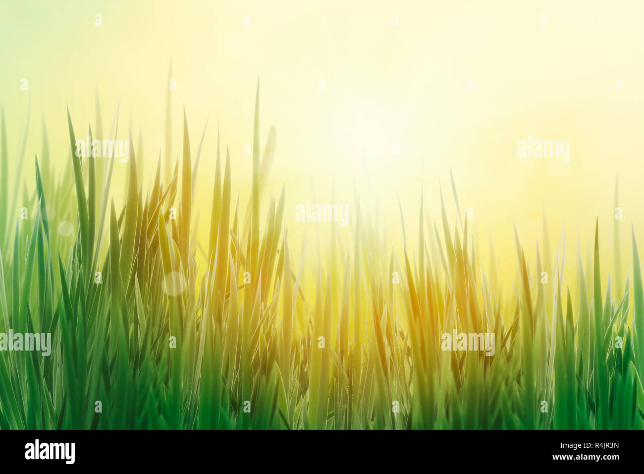 Spring grass background Stock Photo - Alamy