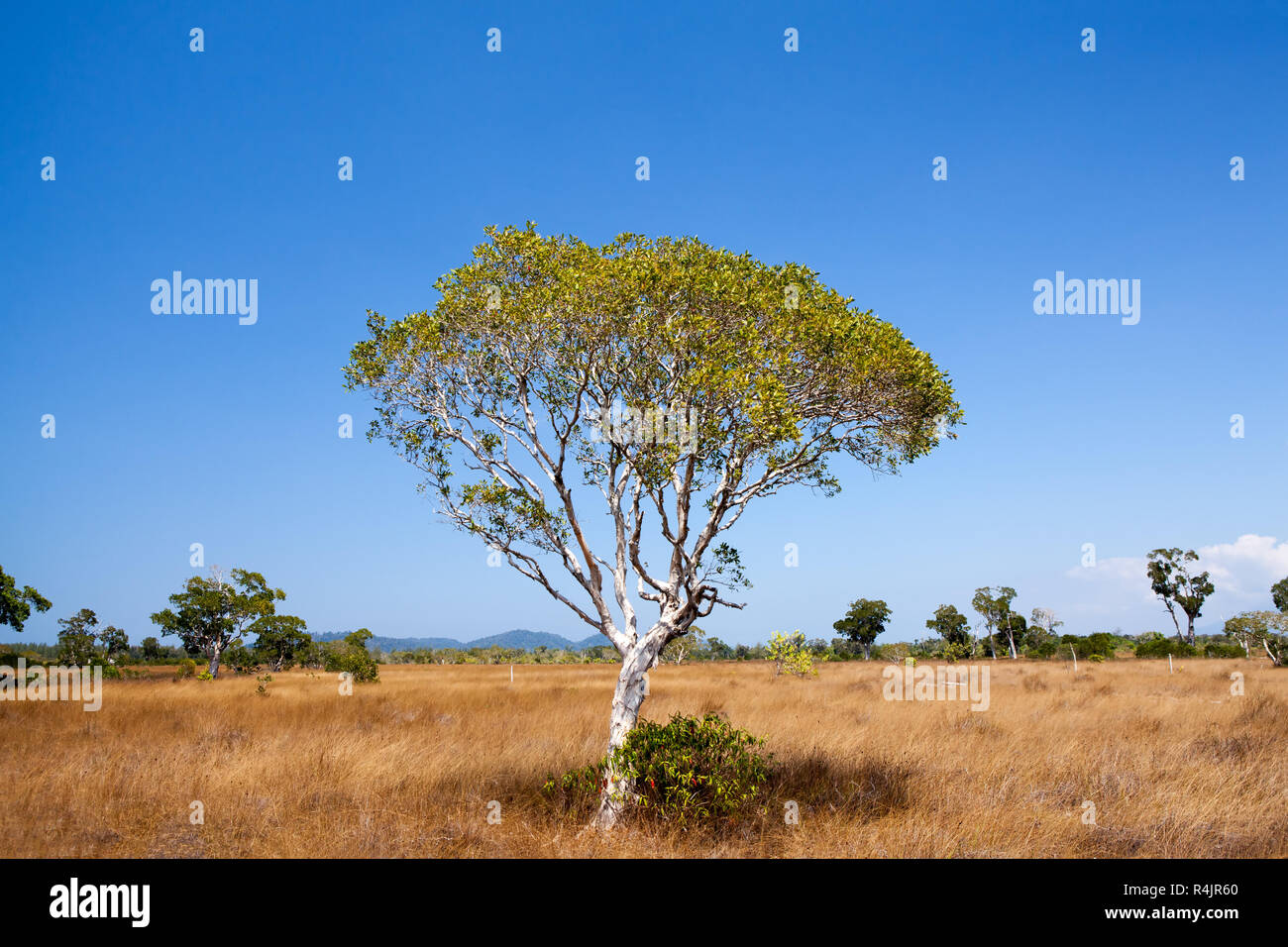 Cajuput hi-res stock photography and images - Alamy