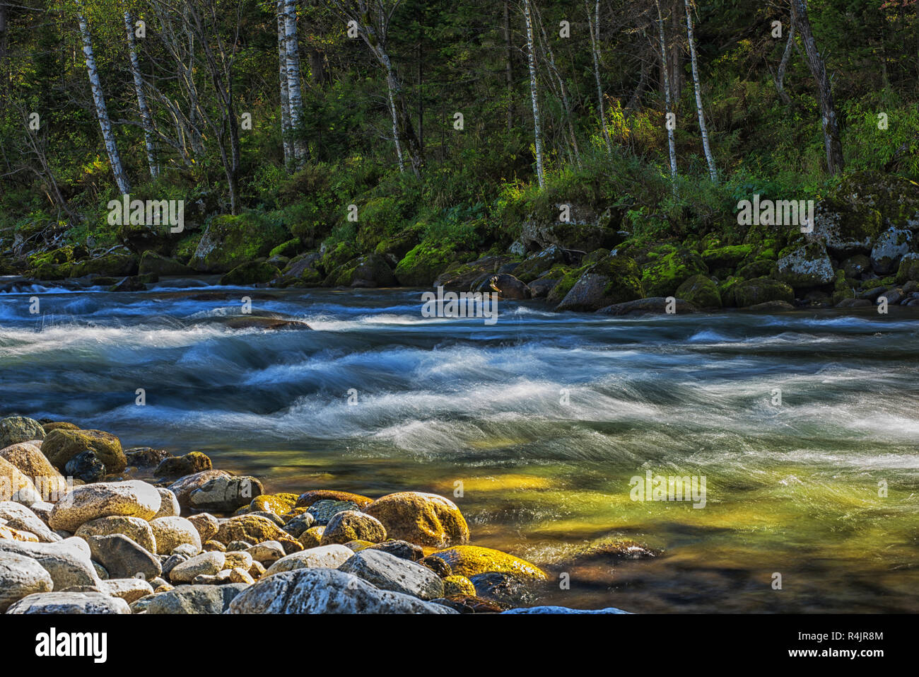Fast mountain river in Altay Stock Photo - Alamy