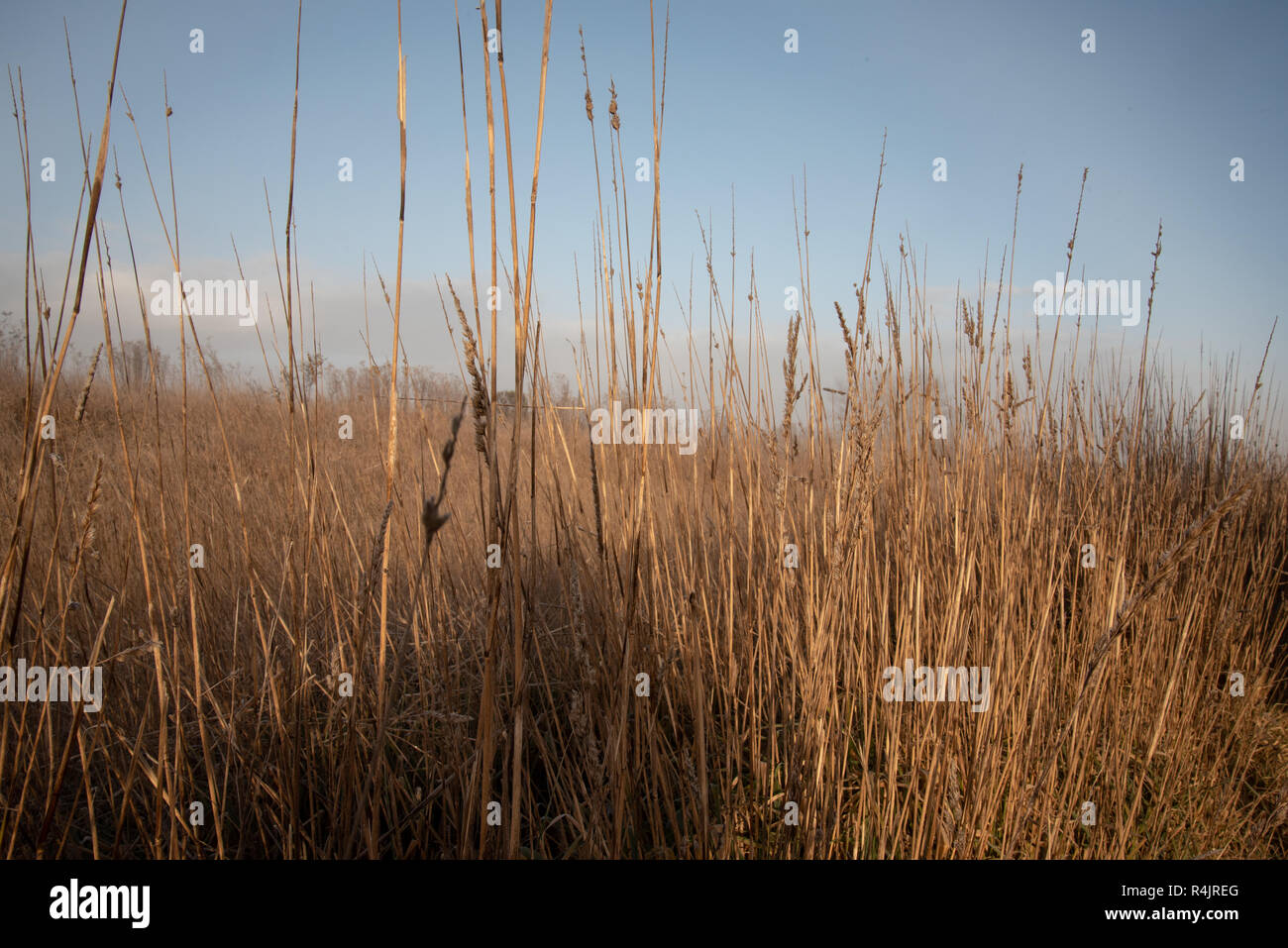 Dry grass in the Australian country outback in New South Wales Stock ...