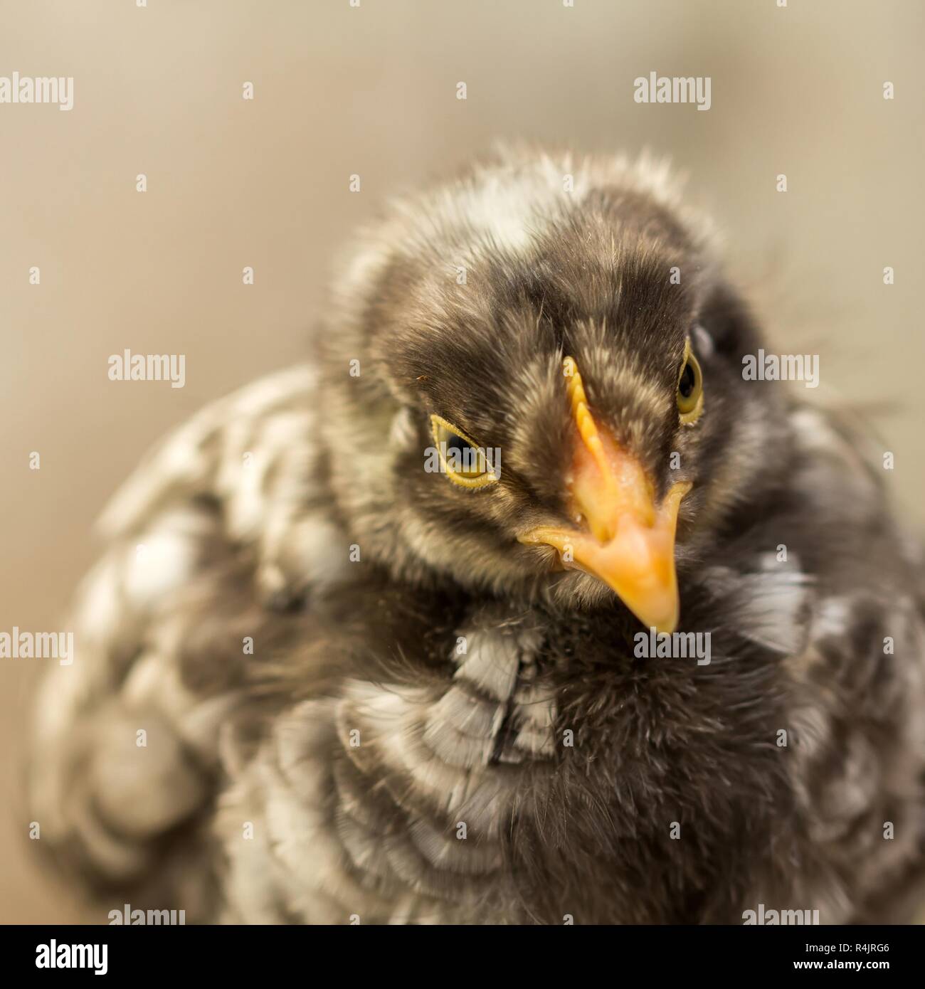 black and white spotted chick Stock Photo - Alamy