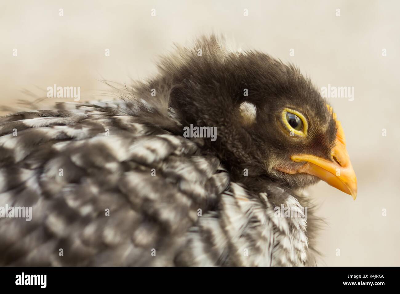 Bankivahuhn hi-res stock photography and images - Alamy