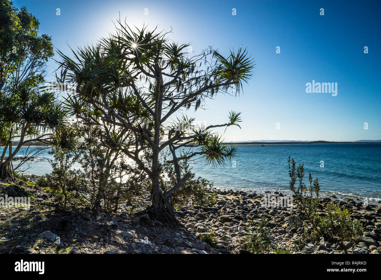 tree by the ocean Stock Photo - Alamy