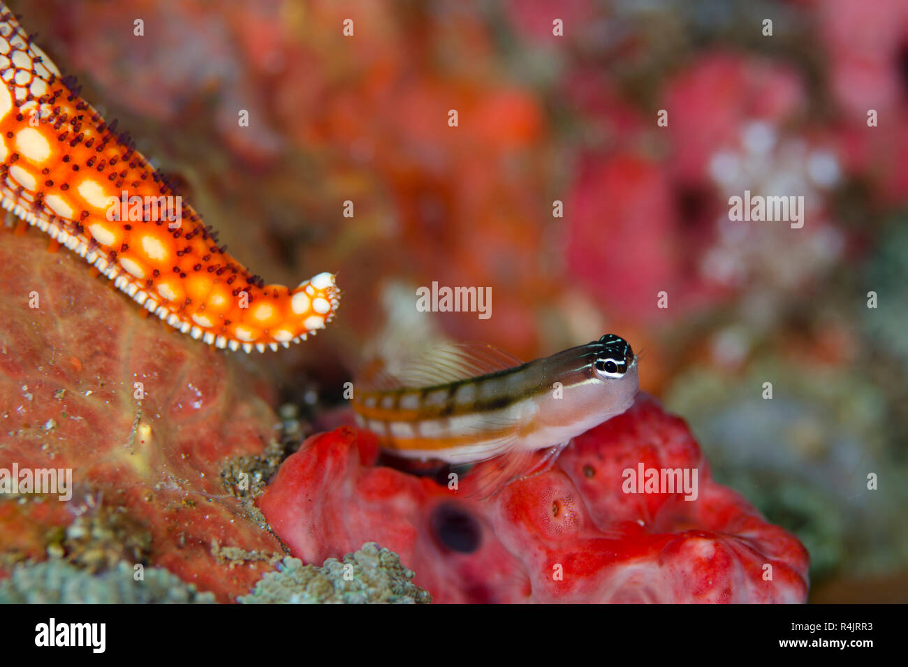 Bathi hi-res stock photography and images - Alamy