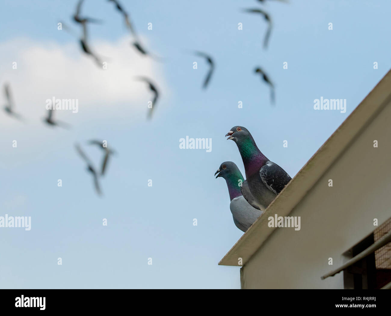 homing pigeon perching on home loft with flying on blue sky Stock Photo ...