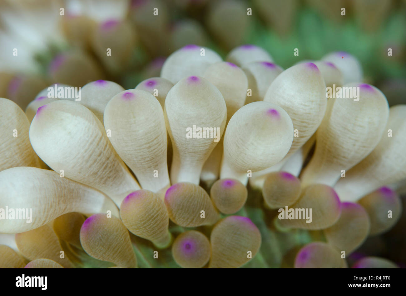Delicate Sea Anemone, Heteractis malu, Gereja Tua dive site, off Pura ...