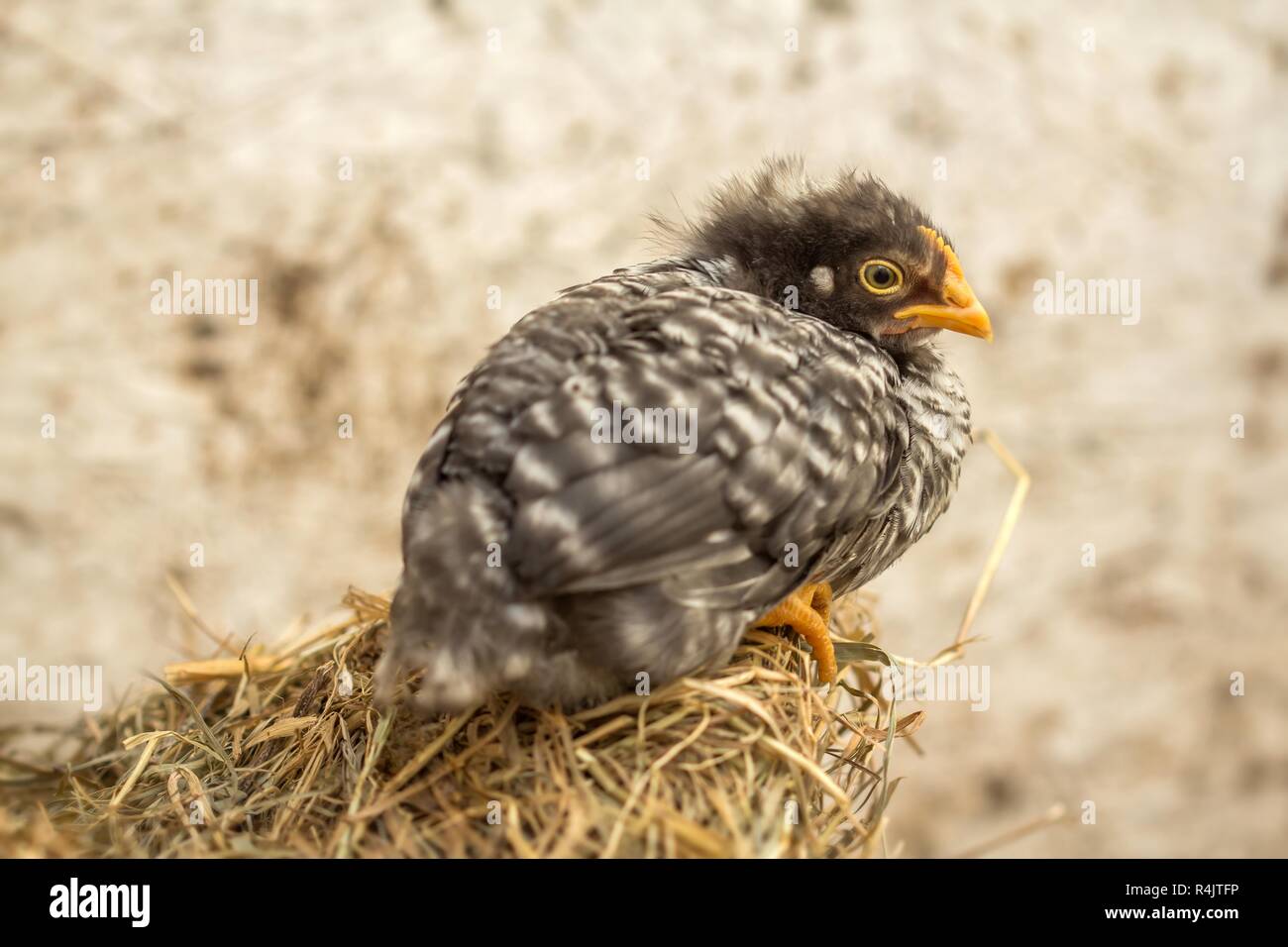 black and white spotted chicken chick / black and white spotted chick ...