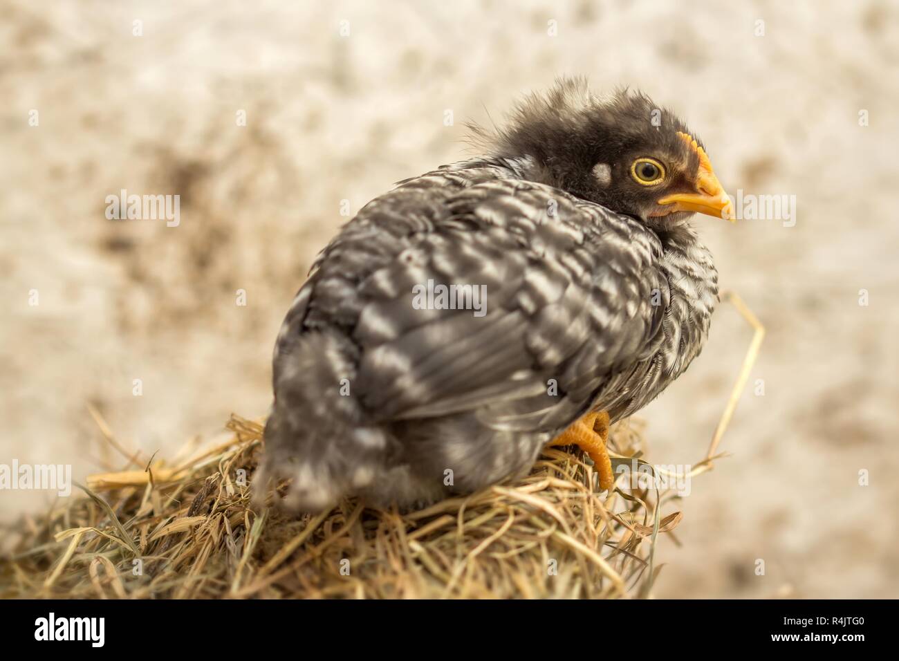 black and white spotted chicken chick / black and white spotted chick ...