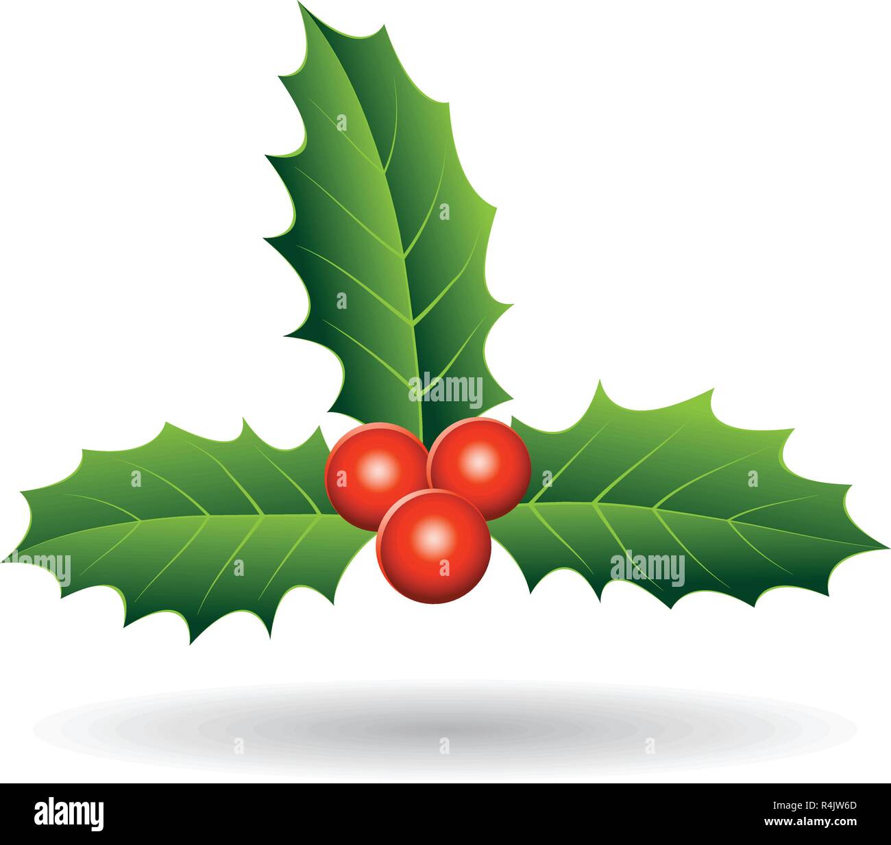 Vector Illustration of Holly Berries with Seperate Green Leaves ...