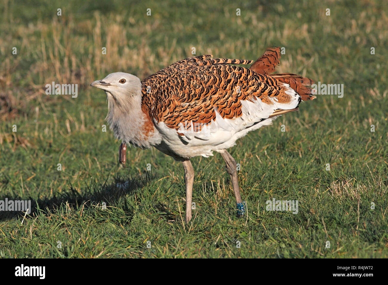 GREAT BUSTARD (Otis tarda) fitted with a tracking device, Salisbury ...