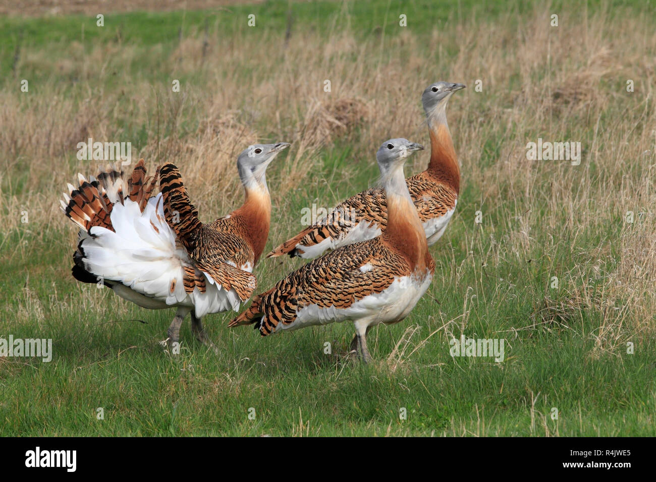 GREAT BUSTARDS UK Stock Photo - Alamy