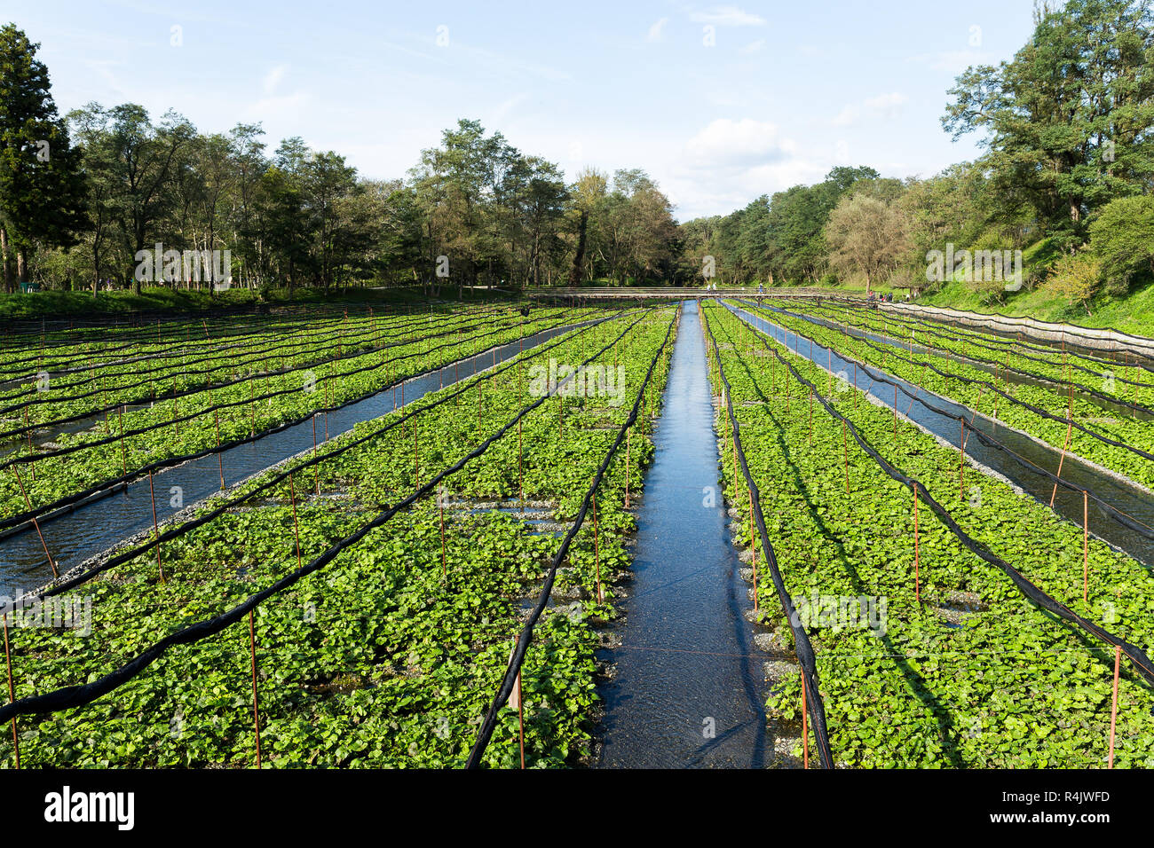 Wasabi farming hi-res stock photography and images - Alamy