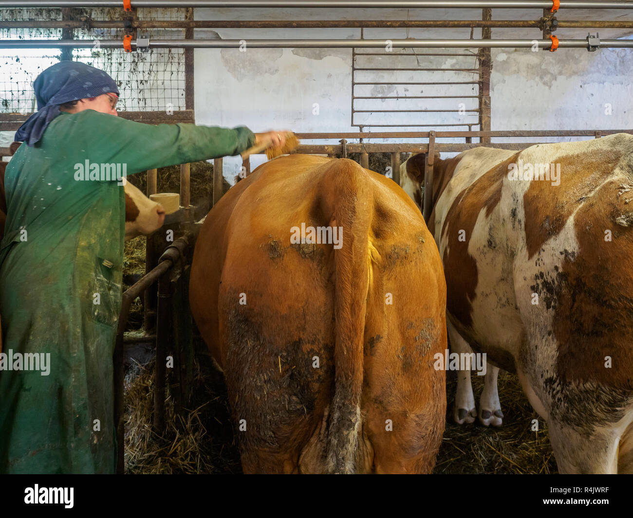 Cow In Cowshed Stock Photos & Cow In Cowshed Stock Images - Alamy
