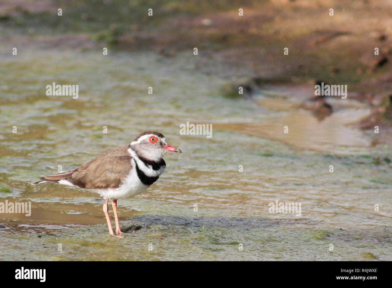 Black banded plover hi-res stock photography and images - Alamy