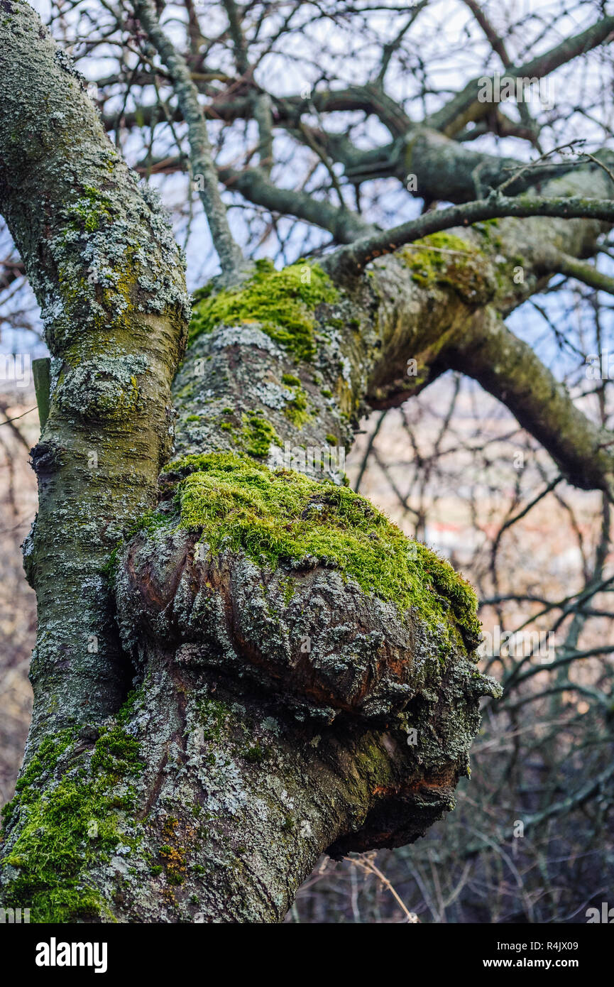 Skew tree hi-res stock photography and images - Alamy
