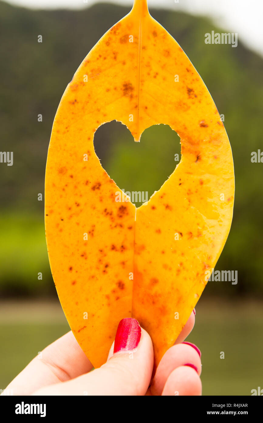 beautiful heart yellow leaf mango Stock Photo - Alamy