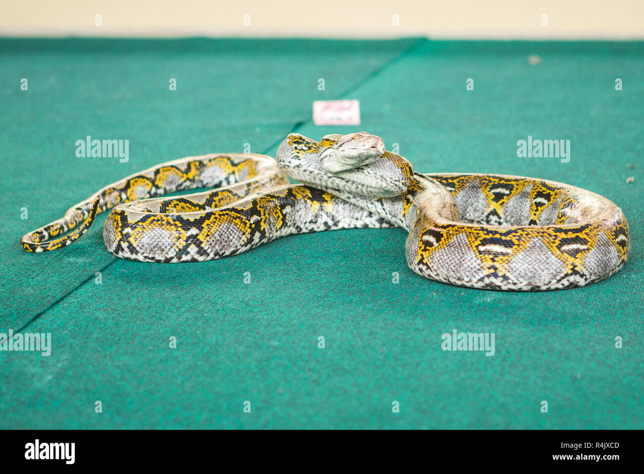 pattaya,thailand - january 2017: show snakes by playing with a snake ...