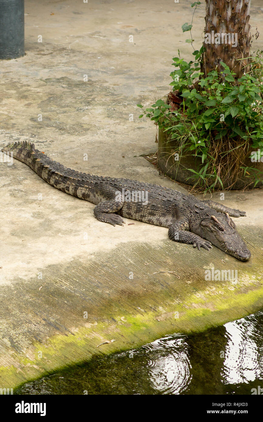 thailand crocodile farm and zoo Stock Photo - Alamy